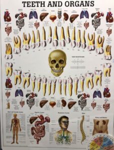 Teeth-and-Organs-Chart | Today's Dental